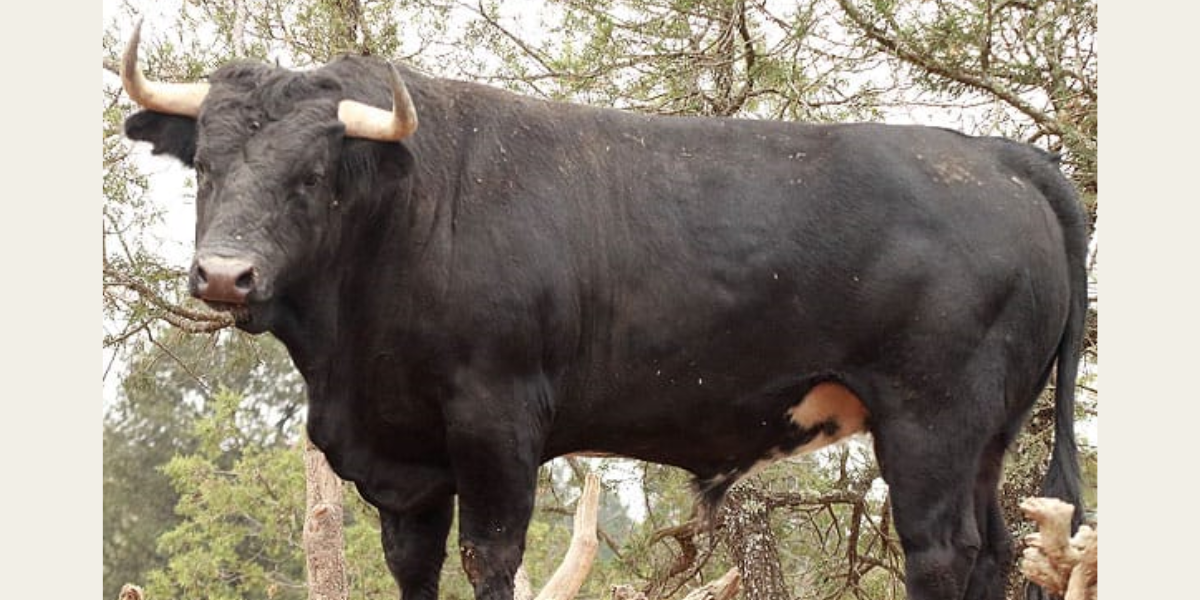 RESEÑADOS LOS TOROS PARA CORRIDA DE AÑO NUEVO EN APIZACO | Titansports